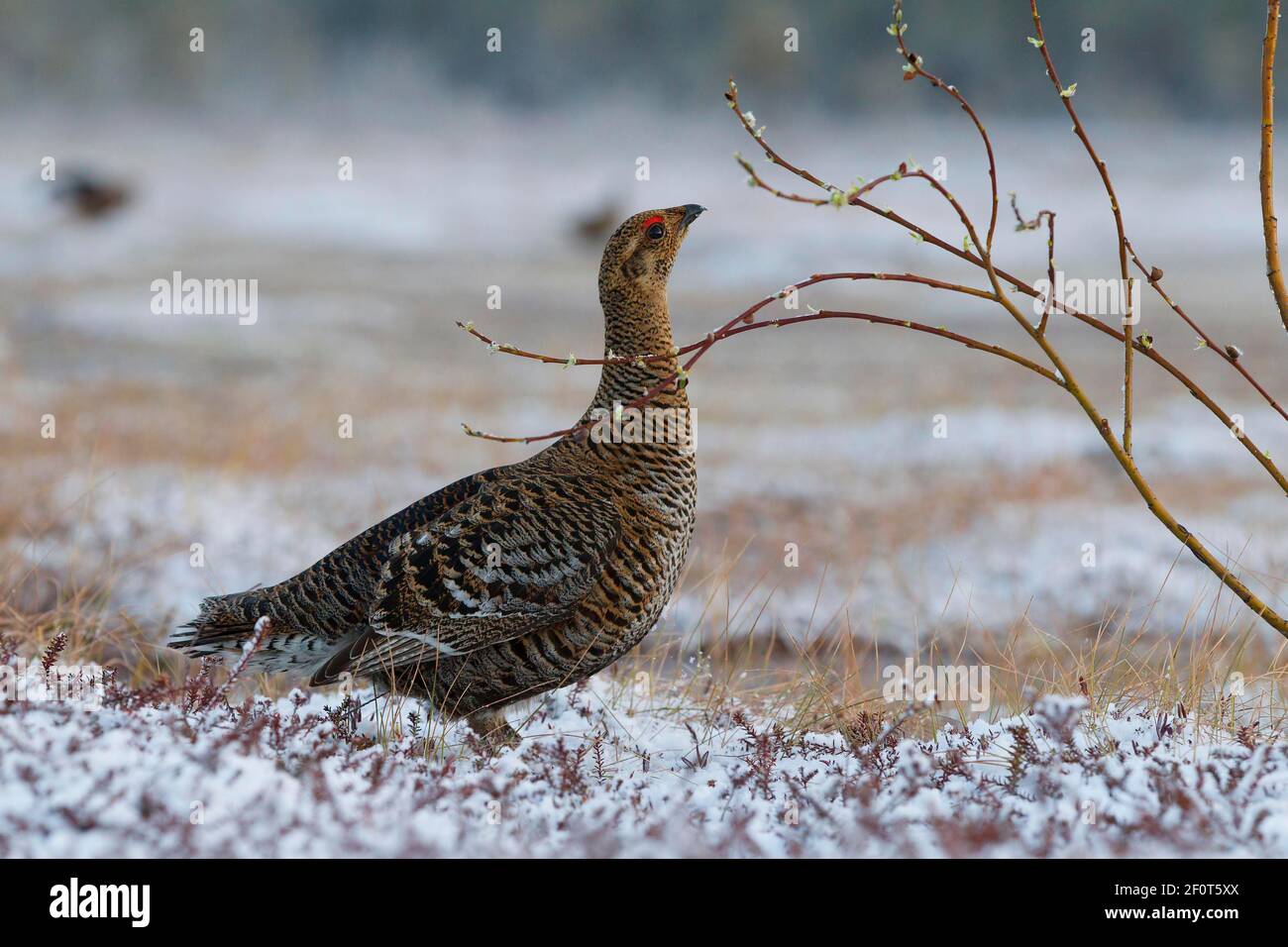 Black grouse in wild feed hi-res stock photography and images - Alamy