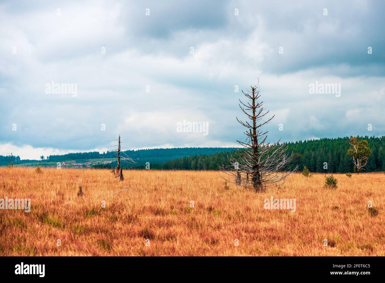 Landscape in the High Fens Nature Park in the Eifel, Belgium Stock ...