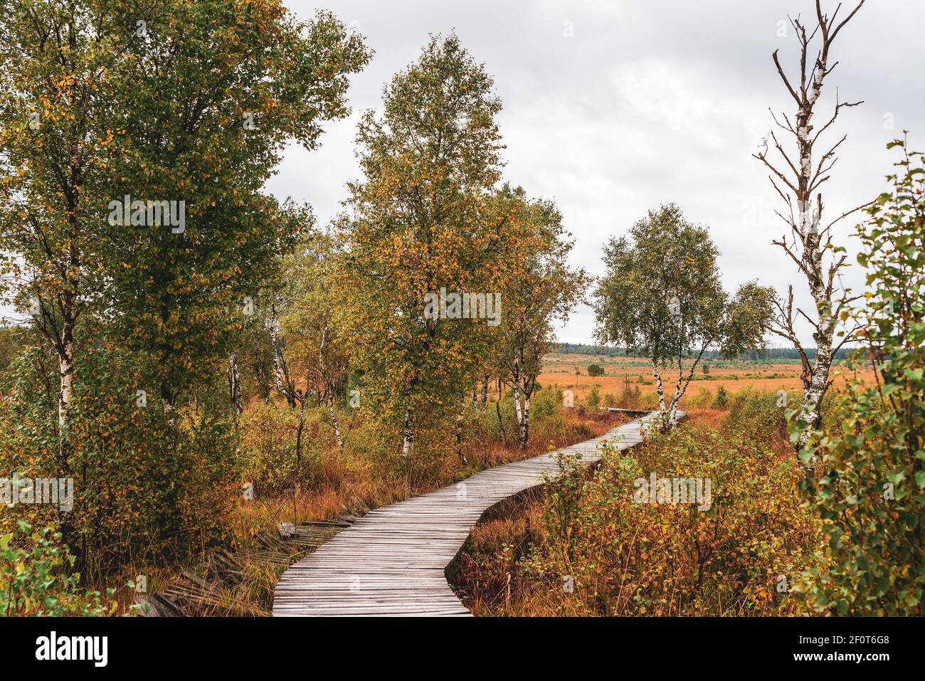 Plant of fens and bogs hi-res stock photography and images - Alamy