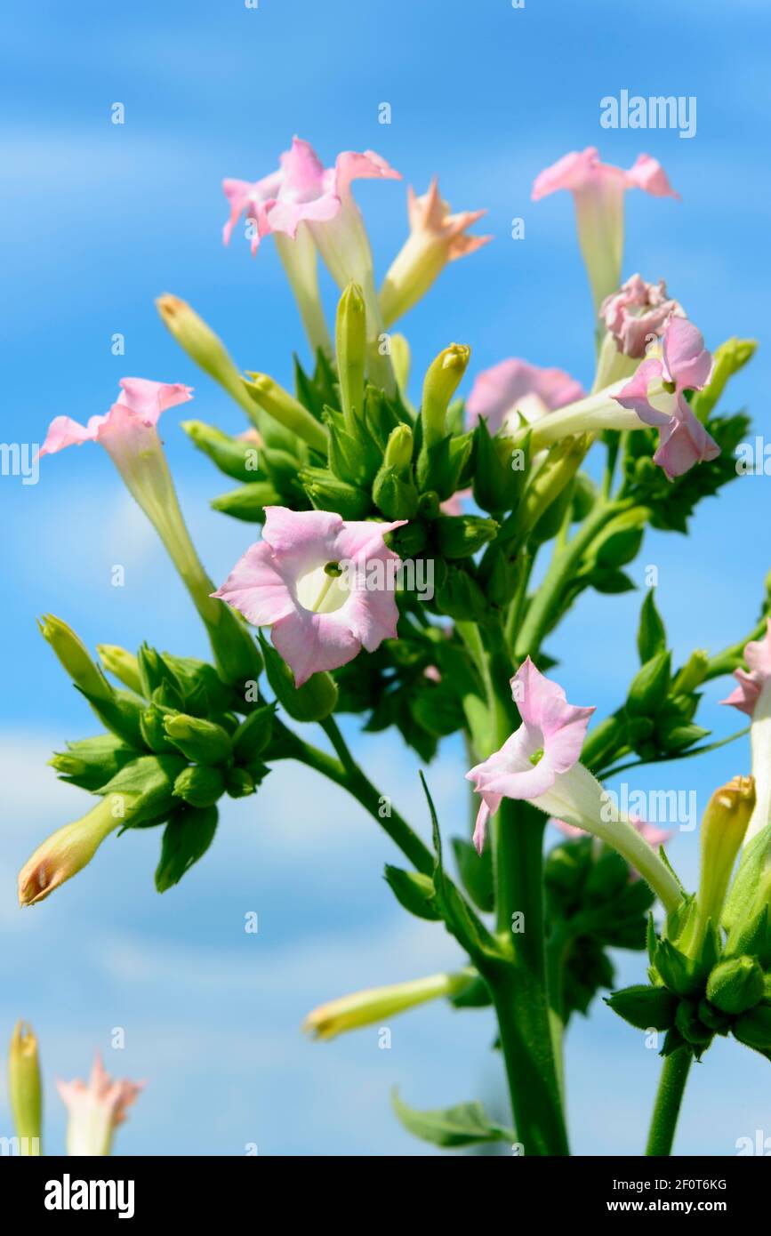 Flowering tobacco plant (Nicotiana tabacum) near Staufen, Baden ...