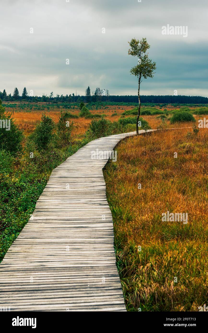 Landscape in the High Fens Nature Park in the Eifel, Belgium Stock ...
