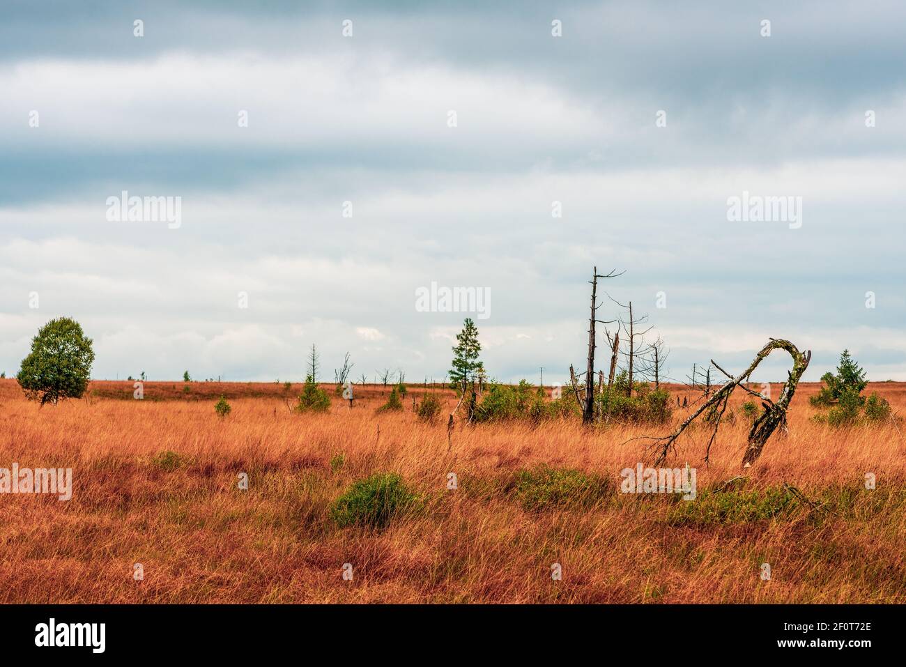 Landscape in the High Fens Nature Park in the Eifel, Belgium Stock ...