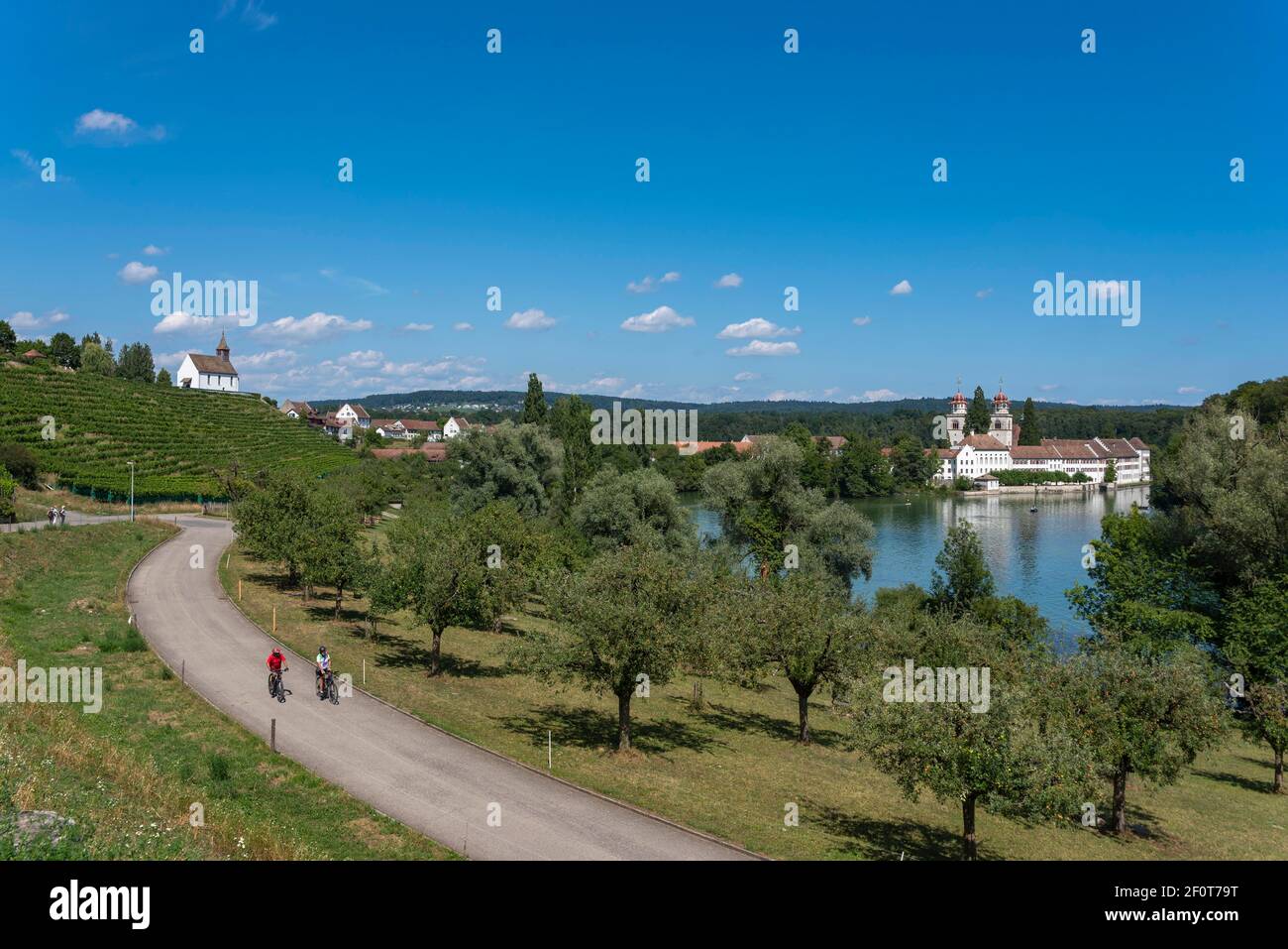 Cyclist, Rhine, Rheinau Monastery Island and Saint Nicholas Mountain ...