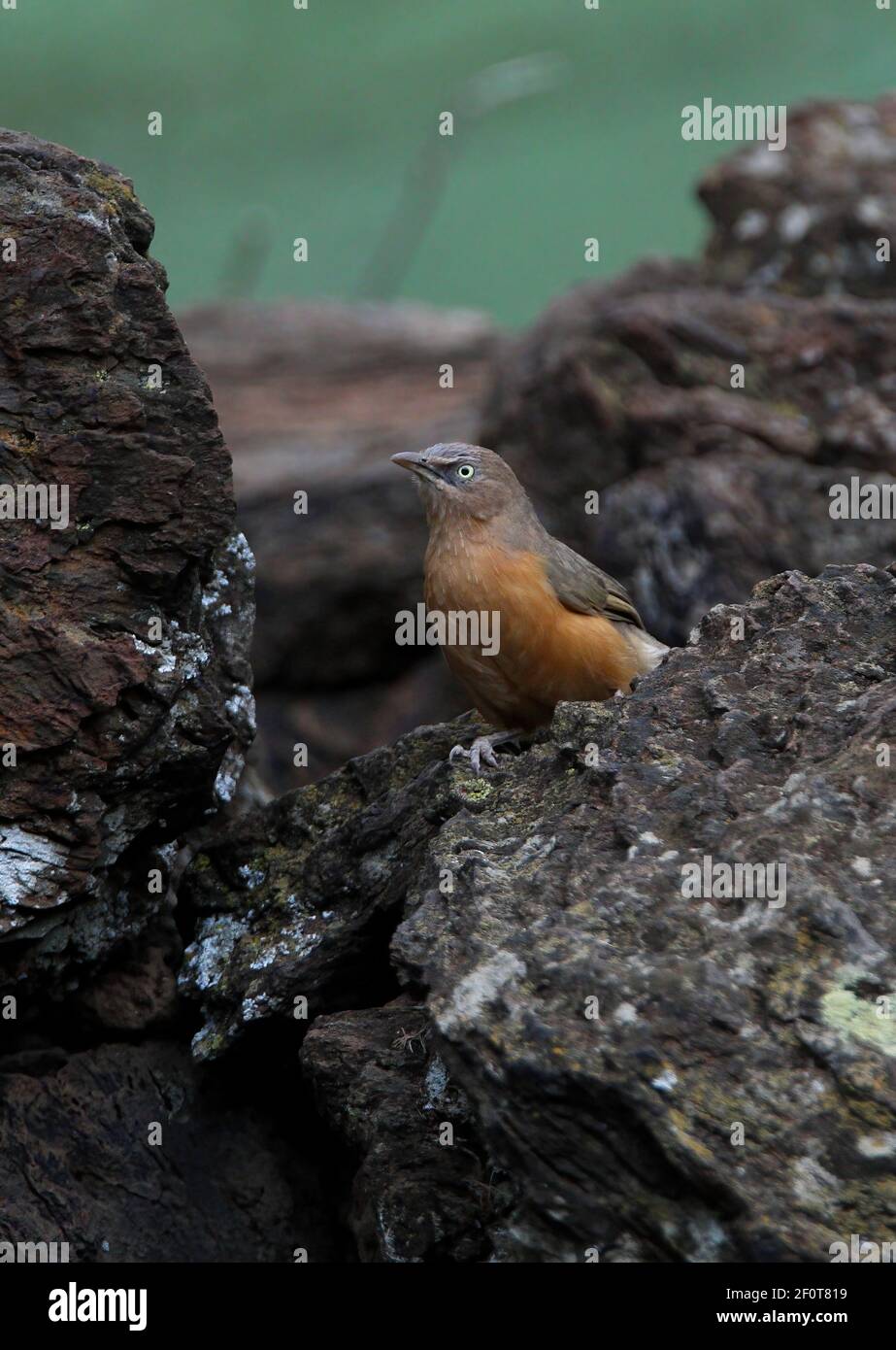 Rufous Chatterer (Turdoides rubiginosus rubiginosus) adult perched on ...