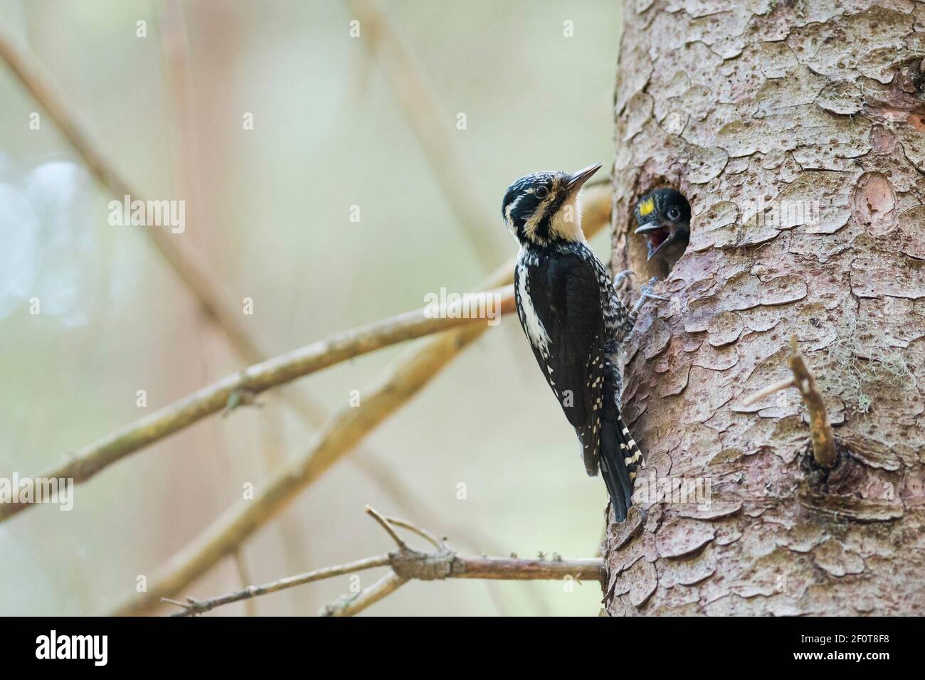 Three-toed Woodpecker (Picoides tridactylus), female and young bird ...