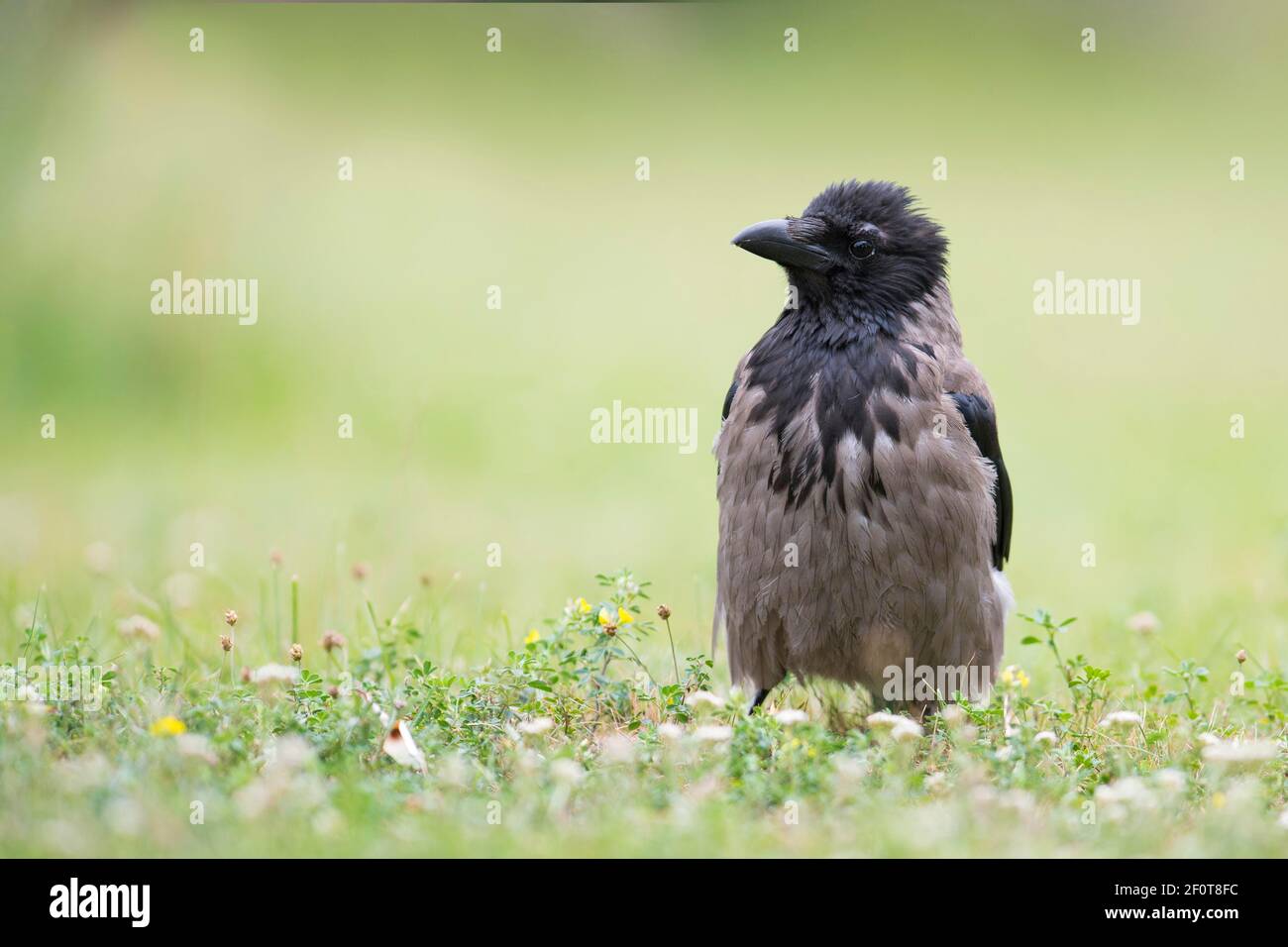 Hooded crow (Corvus cornix), adult on a flower meadow, Vienna, Austria ...