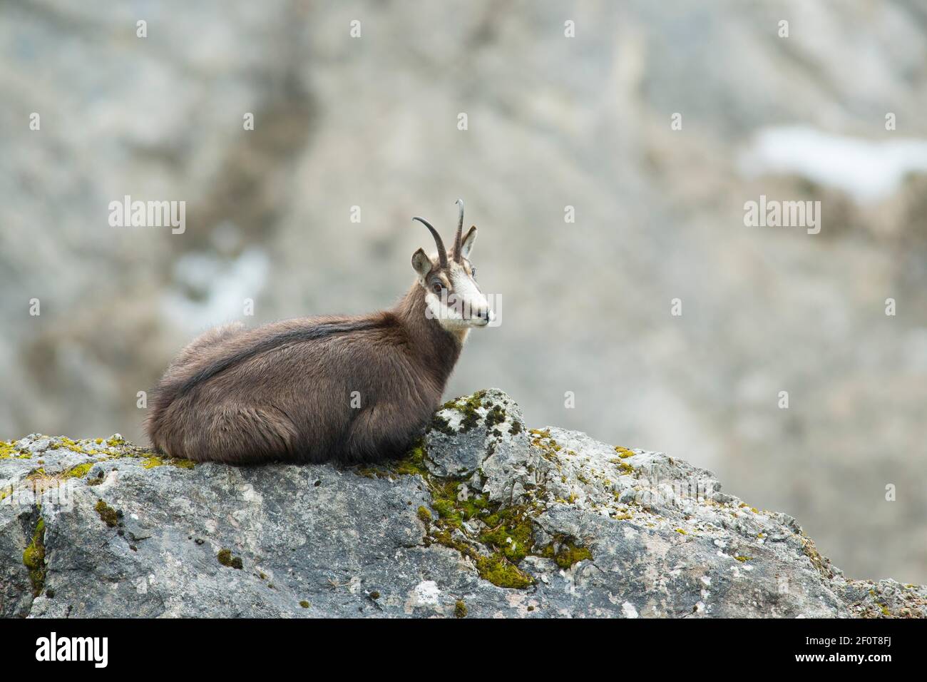 Chamois (Rupicapra rupicapra), chamois goat resting on rocks, Tyrol ...