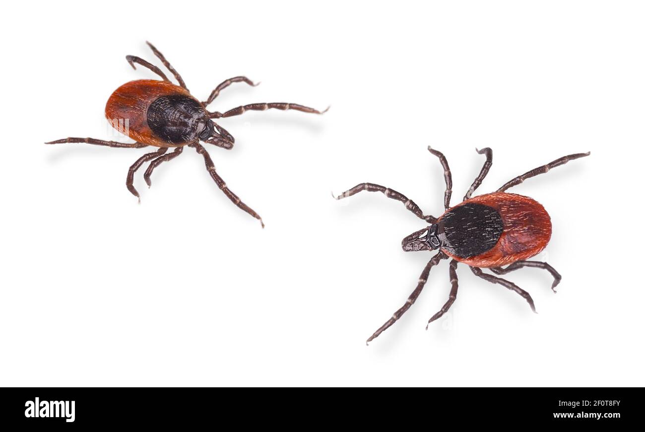 Closeup of parasitic castor bean ticks isolated on white background ...