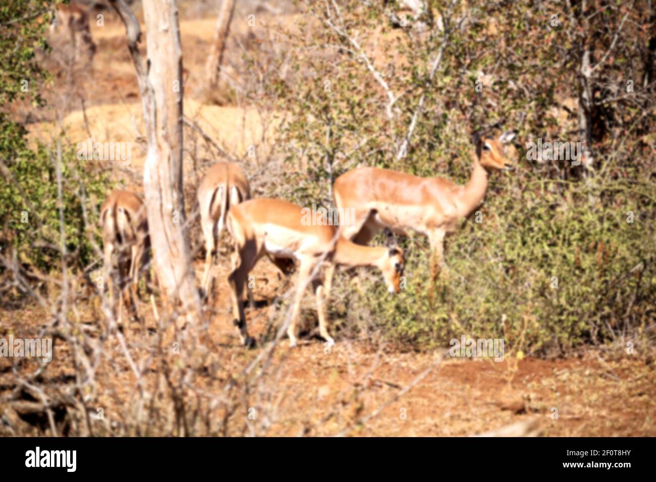 Wild impala in the winter bush Stock Photo - Alamy