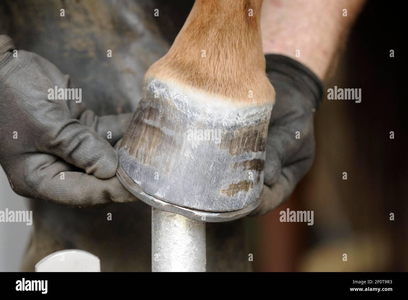 Farrier at work, fitting horseshoes Stock Photo - Alamy