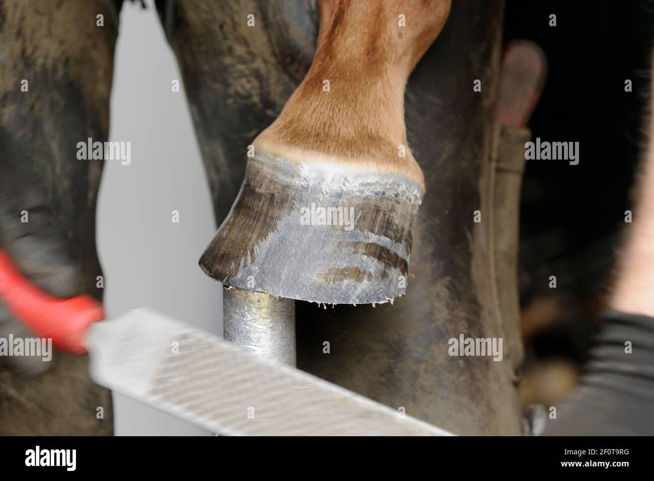 Farrier at work, filing off horse hoof Stock Photo - Alamy