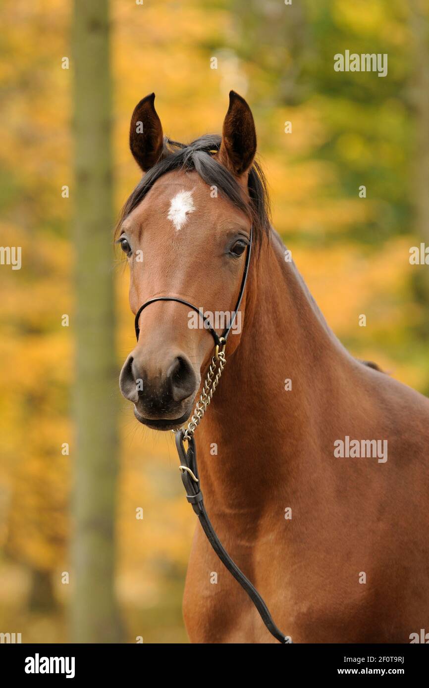 Arabian thoroughbred, mare with show halter, bay, autumn Stock Photo ...