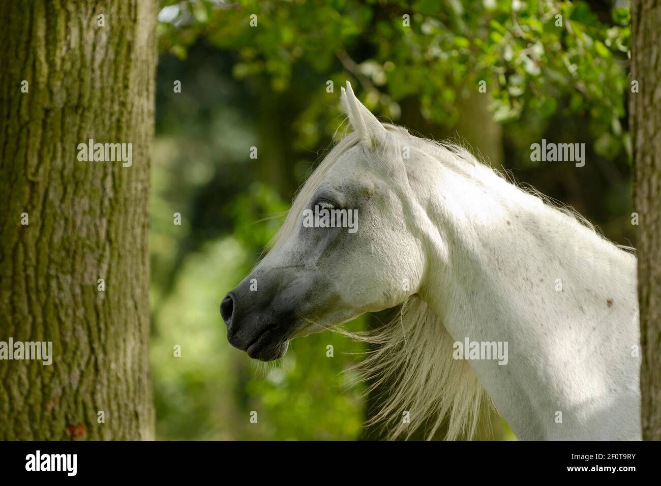 Arabian thoroughbred, grey mare Stock Photo - Alamy