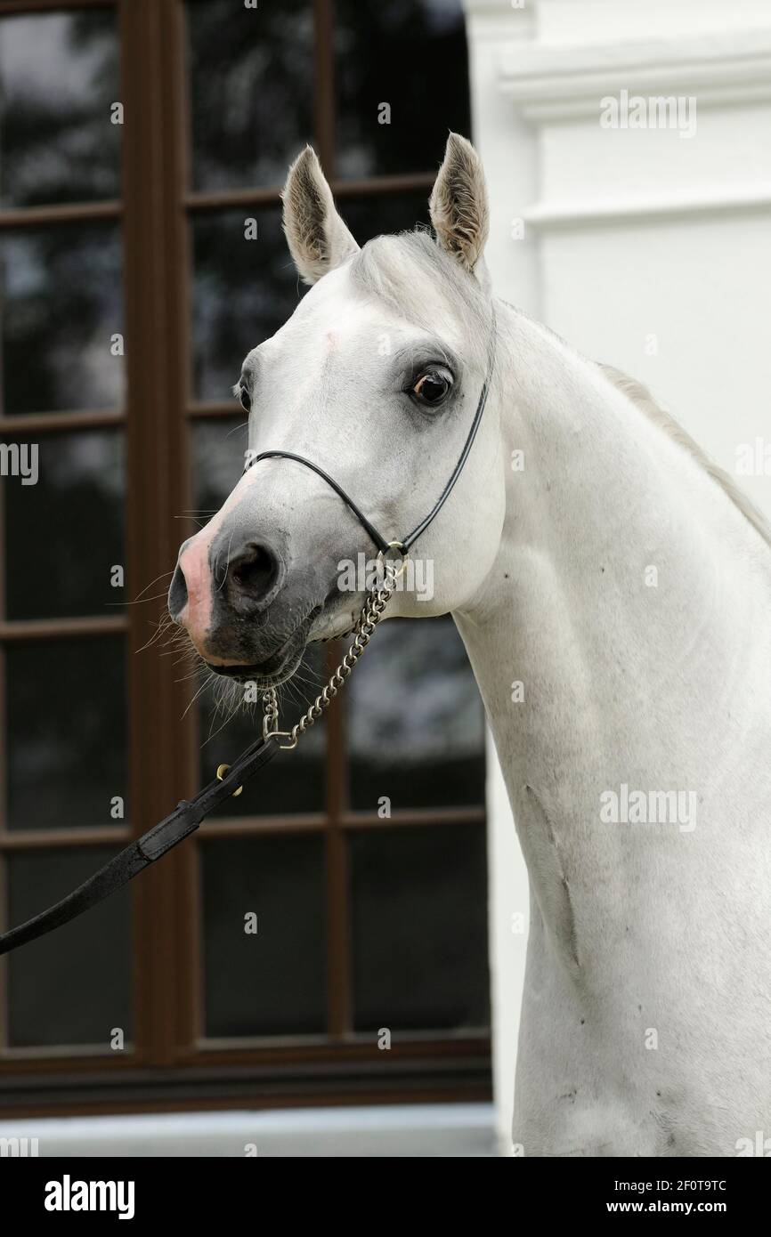 Arabian thoroughbred, stallion, grey Stock Photo - Alamy