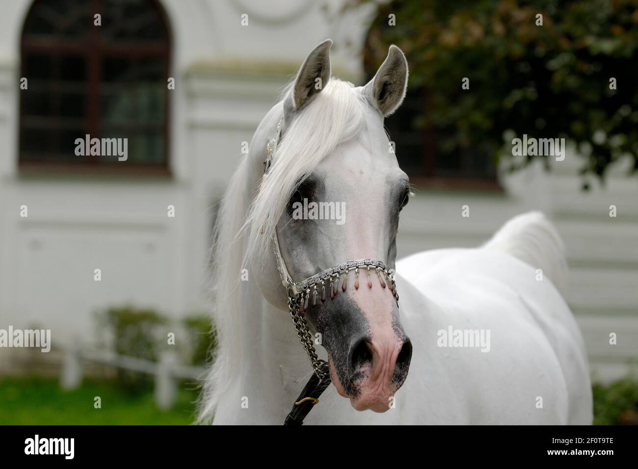 Arabian thoroughbred, stallion with halter, grey Stock Photo - Alamy