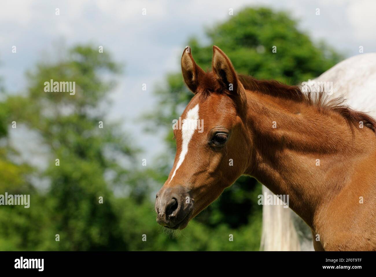 Arabian thoroughbred, chestnut foal Stock Photo - Alamy