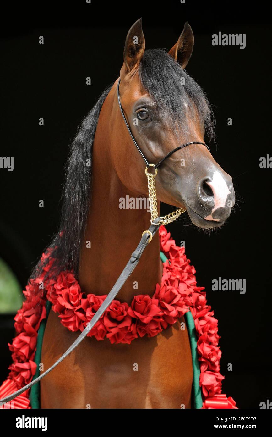 Arabian thoroughbred, stallion with red flower wreath Stock Photo - Alamy
