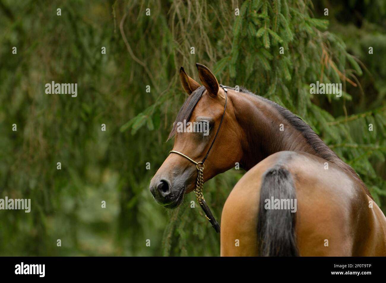 Arabian thoroughbred, mare with show halter Stock Photo - Alamy