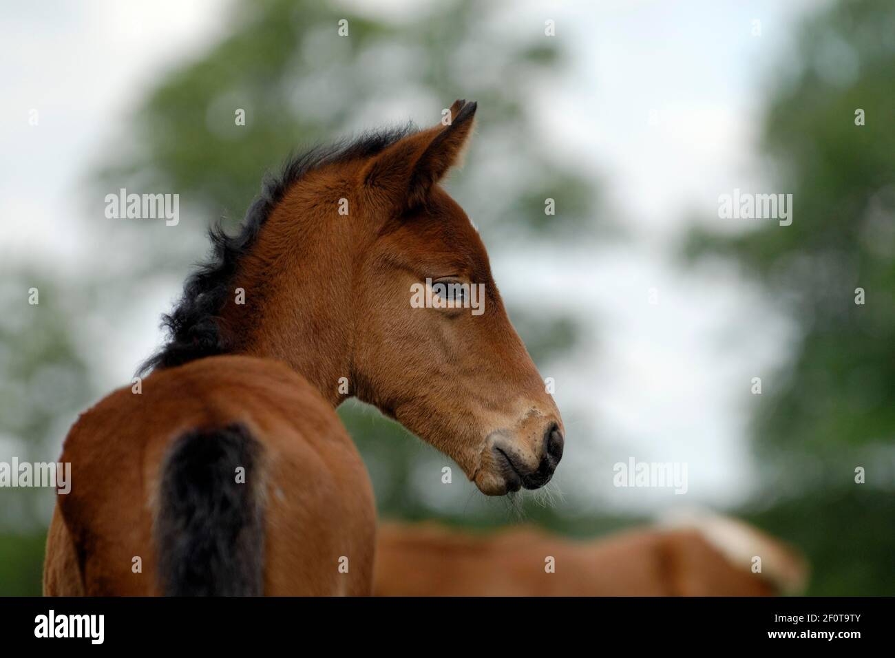 Anglo arabian horse hi-res stock photography and images - Alamy