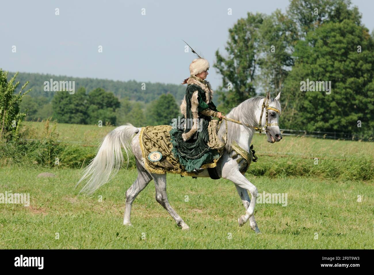 Rider with historical dress on Arabian thoroughbred, stallion, grey ...