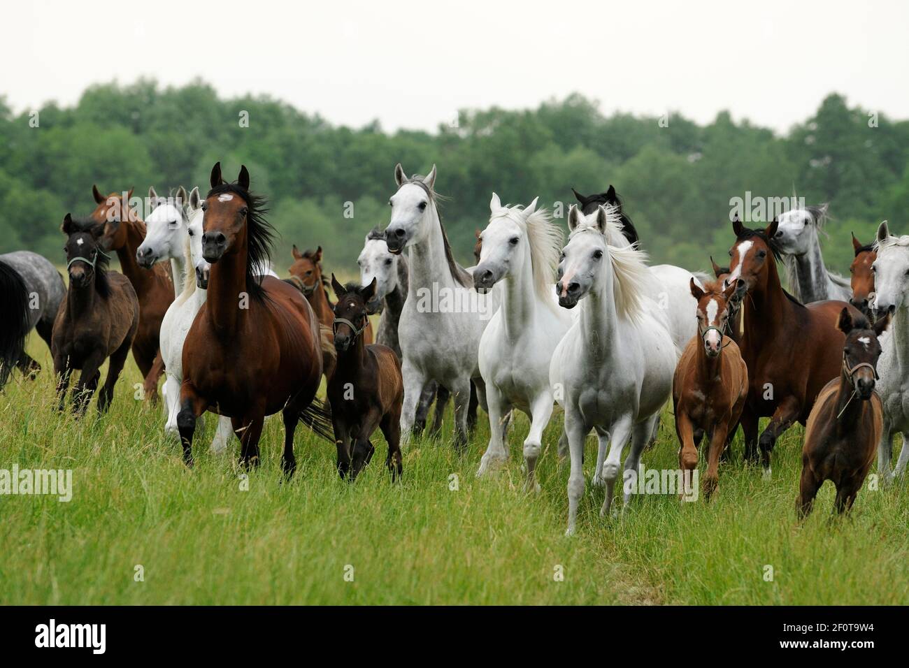 Arabian thoroughbred, mares and foals gallop across the pasture Stock ...
