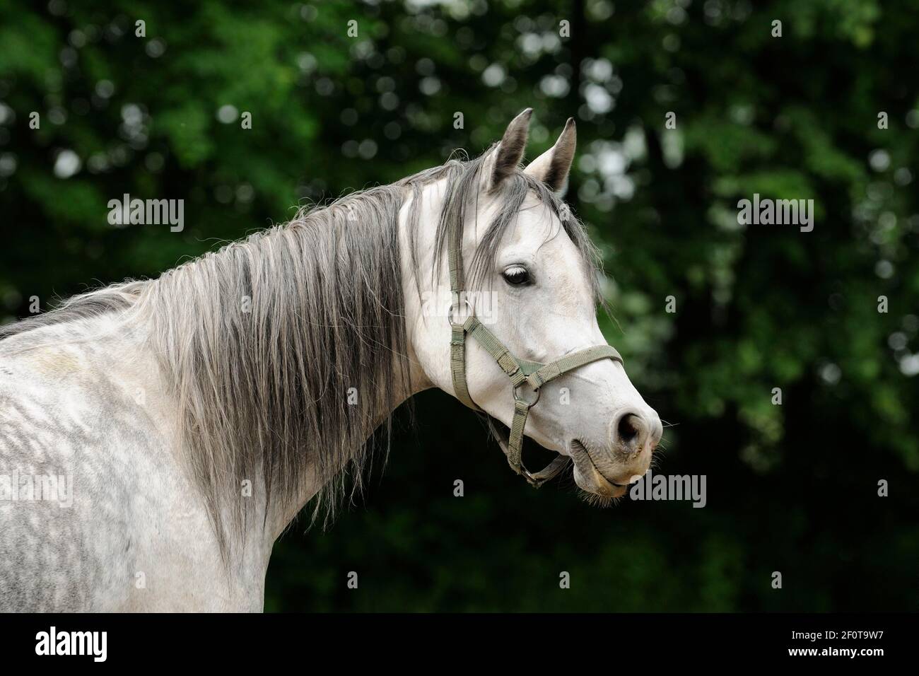 Arabian thoroughbred, grey mare Stock Photo - Alamy