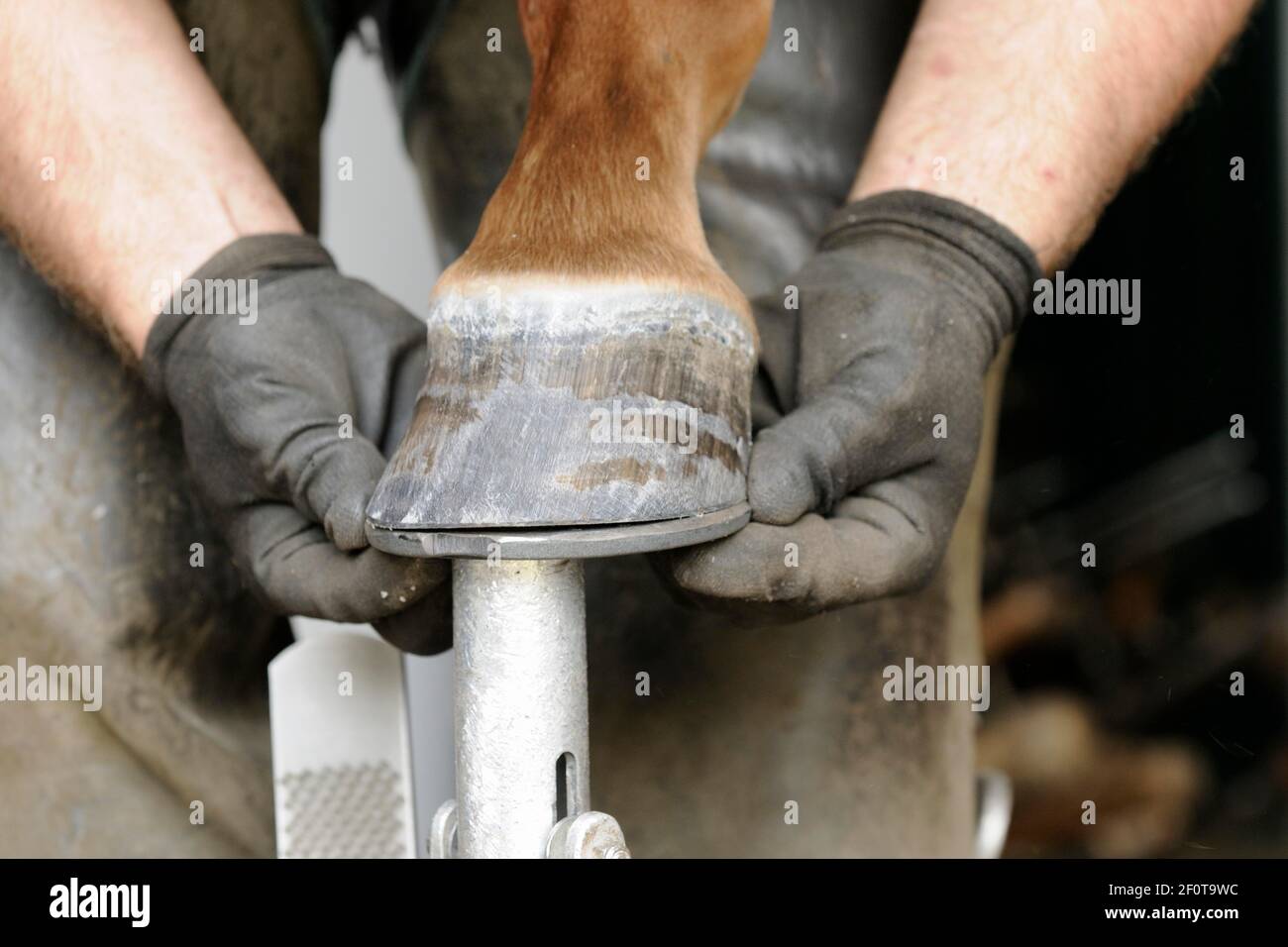 Farrier at work, fitting horseshoes Stock Photo - Alamy