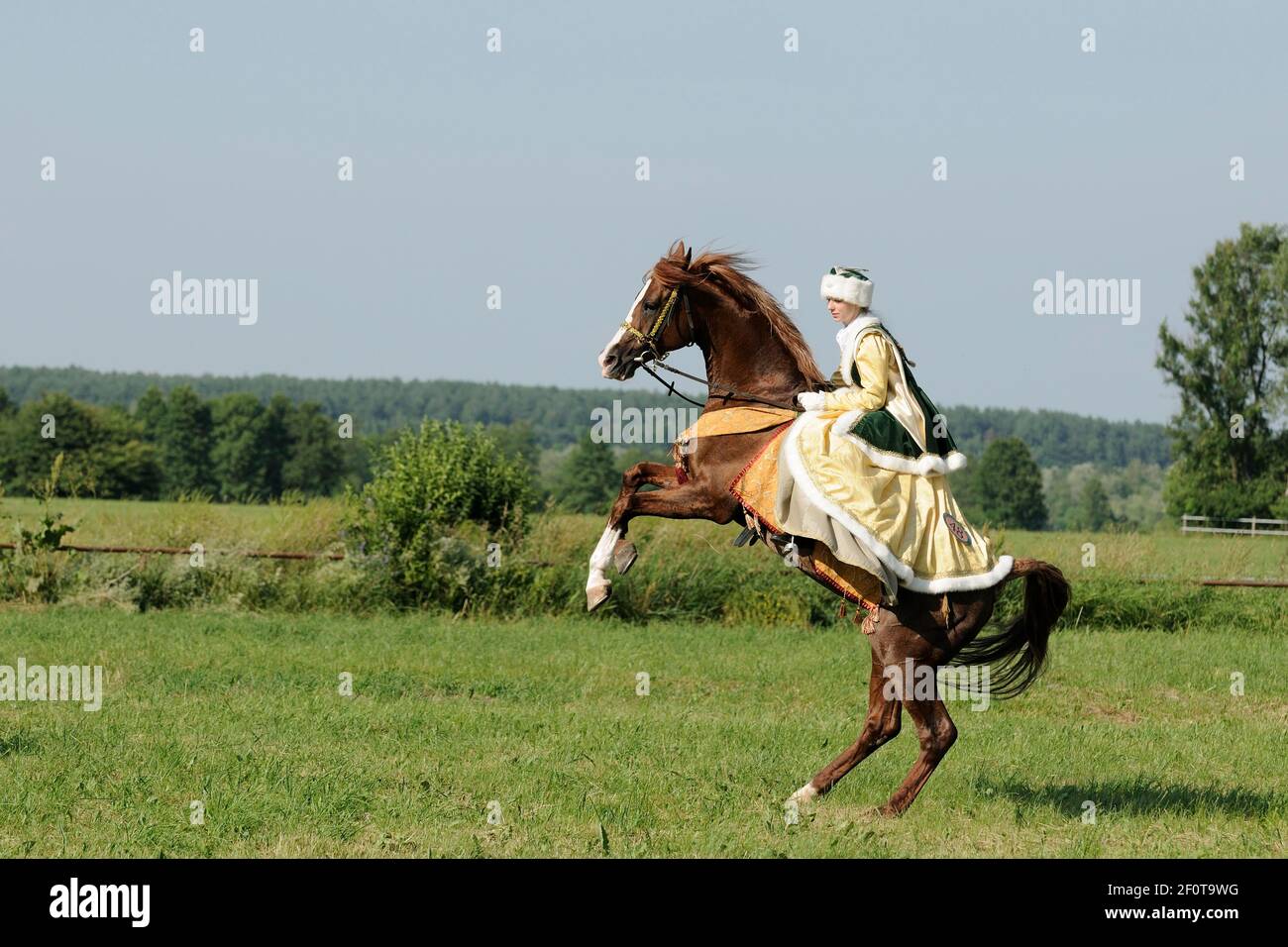 Rider with historical dress, on rising Arabian thoroughbred, stallion ...