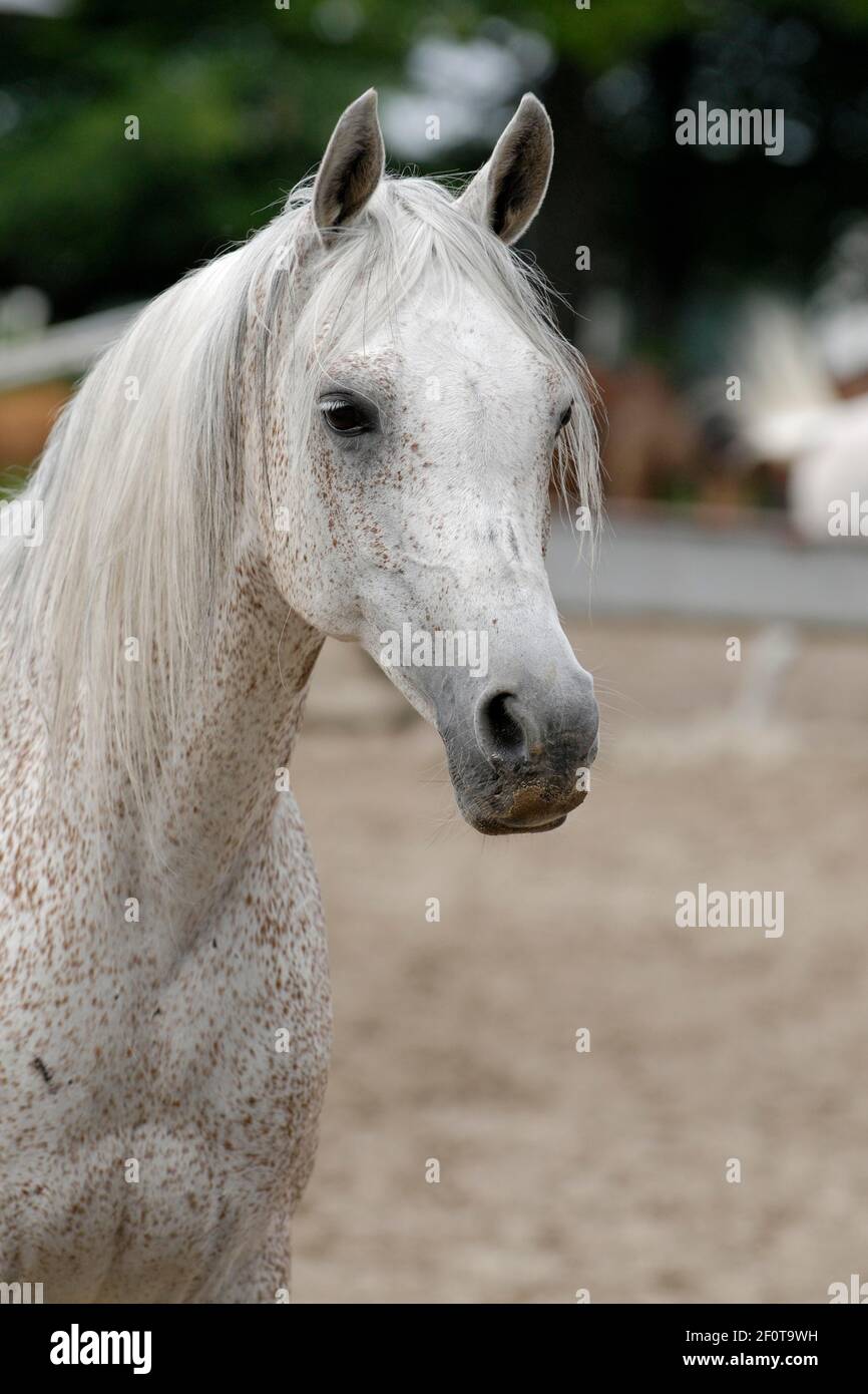 Arabian thoroughbred, grey mare Stock Photo - Alamy