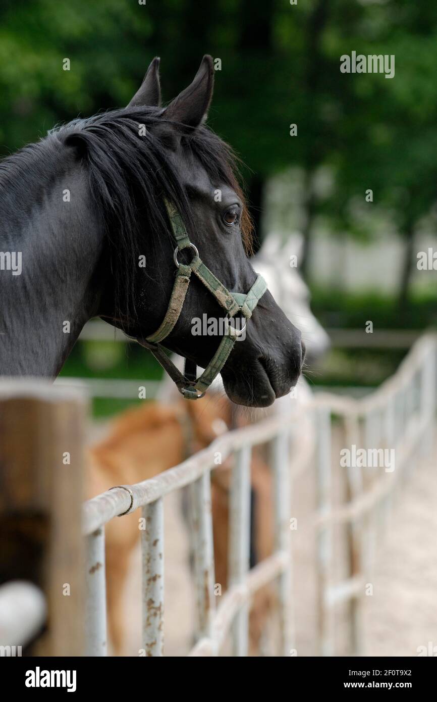 Arabian thoroughbred, black mare Stock Photo - Alamy