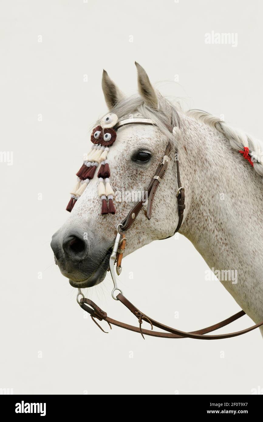 Arabian thoroughbred, grey, with western bridle Stock Photo - Alamy