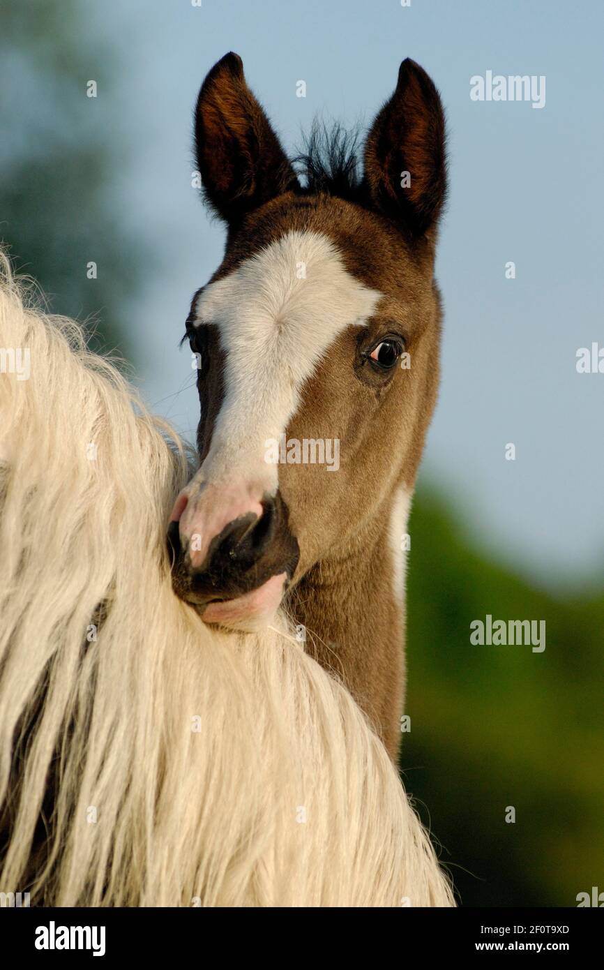 Pinto arabian horse hi-res stock photography and images - Alamy