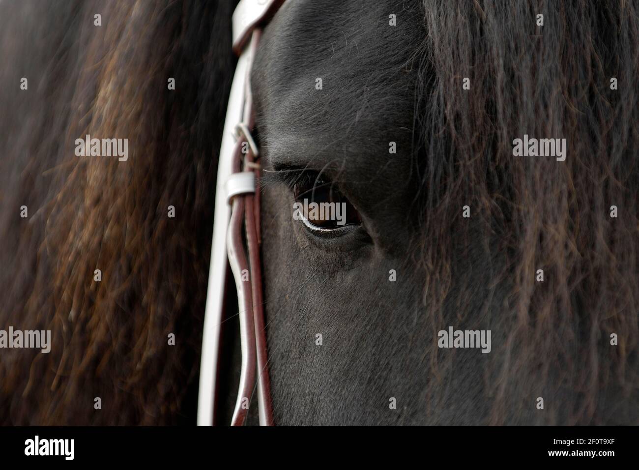 Frisian, stallion, eye Stock Photo - Alamy