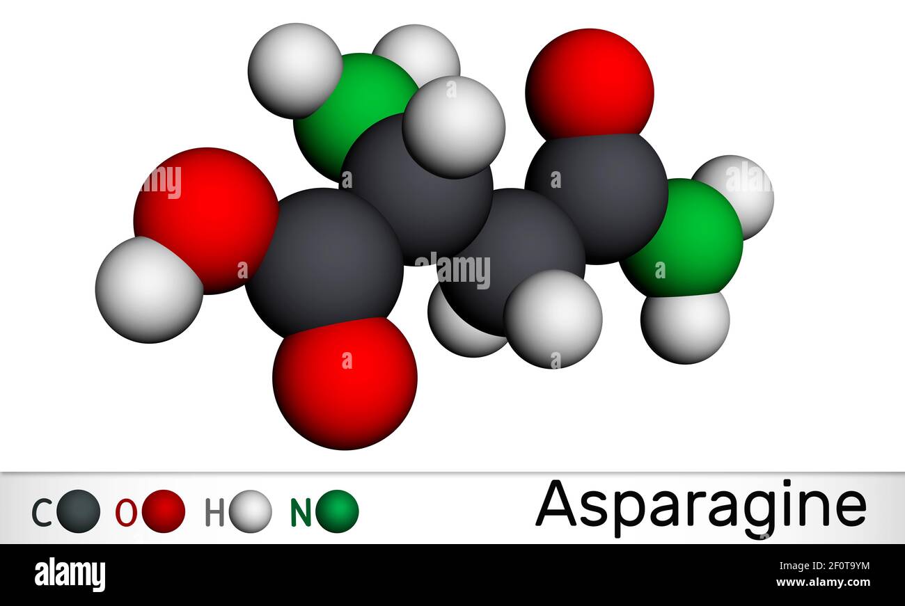 Asparagine asn amino acid molecular hi-res stock photography and images ...