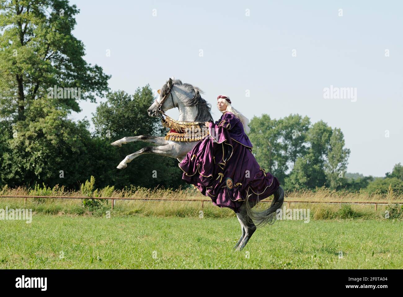 Rider with historical dress, on rising Arabian thoroughbred stallion ...