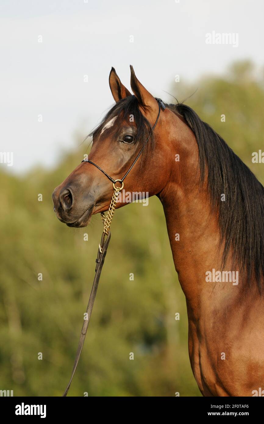 Arabian thoroughbred, mare with show halter Stock Photo - Alamy