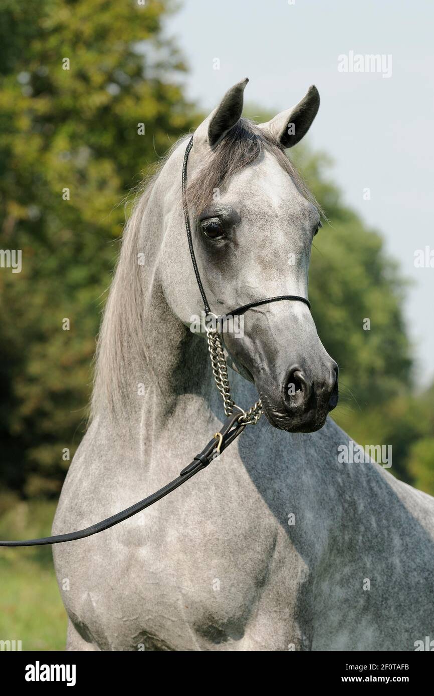 Arabian thoroughbred, mare with show halter Stock Photo - Alamy