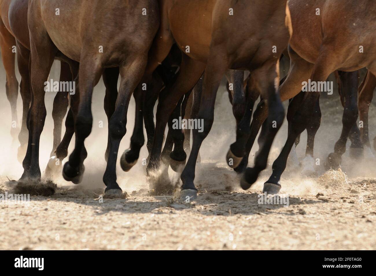 Arabian thoroughbred, horse legs, galloping herd in the sand Stock ...