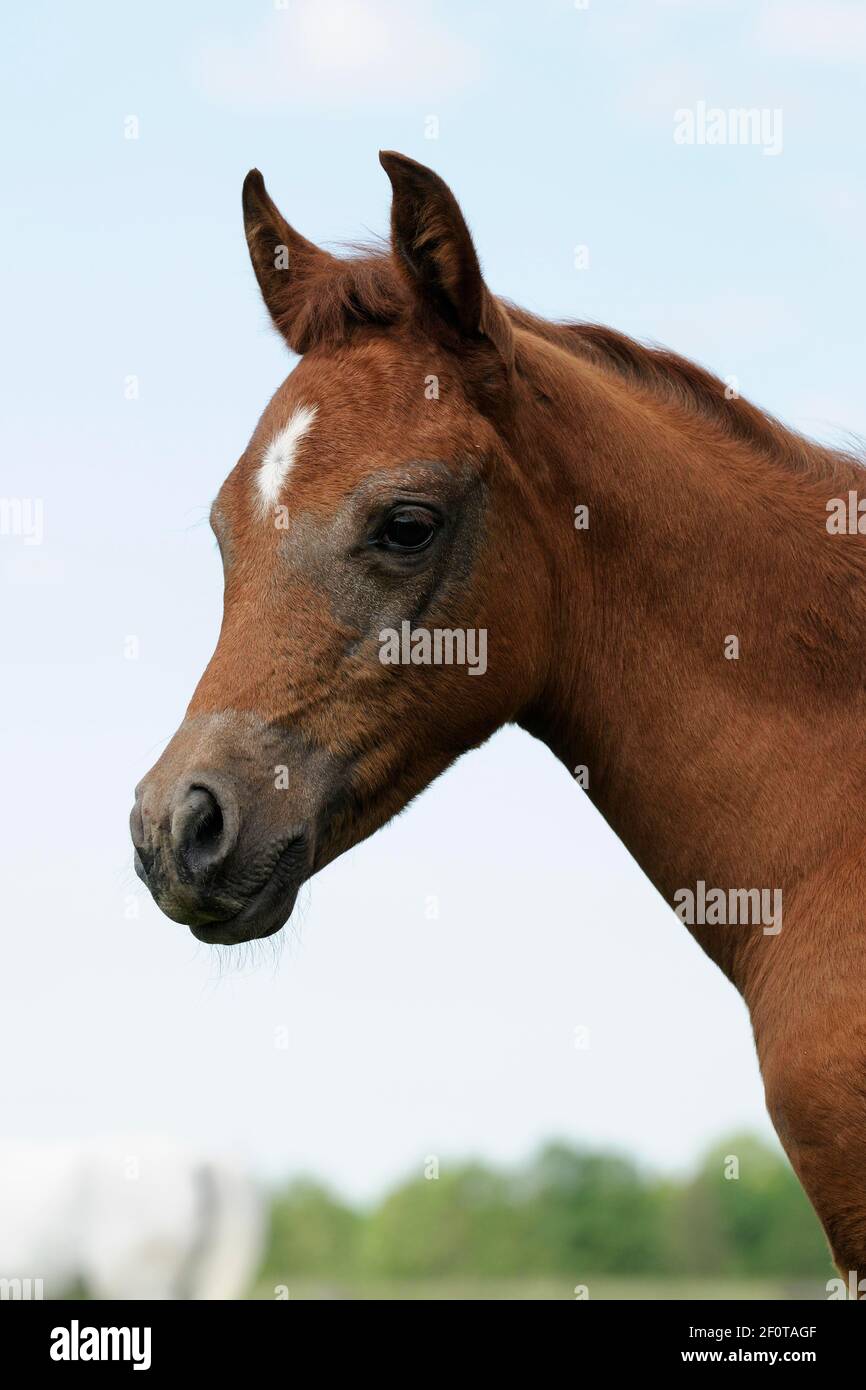 Arabian thoroughbred, portrait of a chestnut foal Stock Photo - Alamy