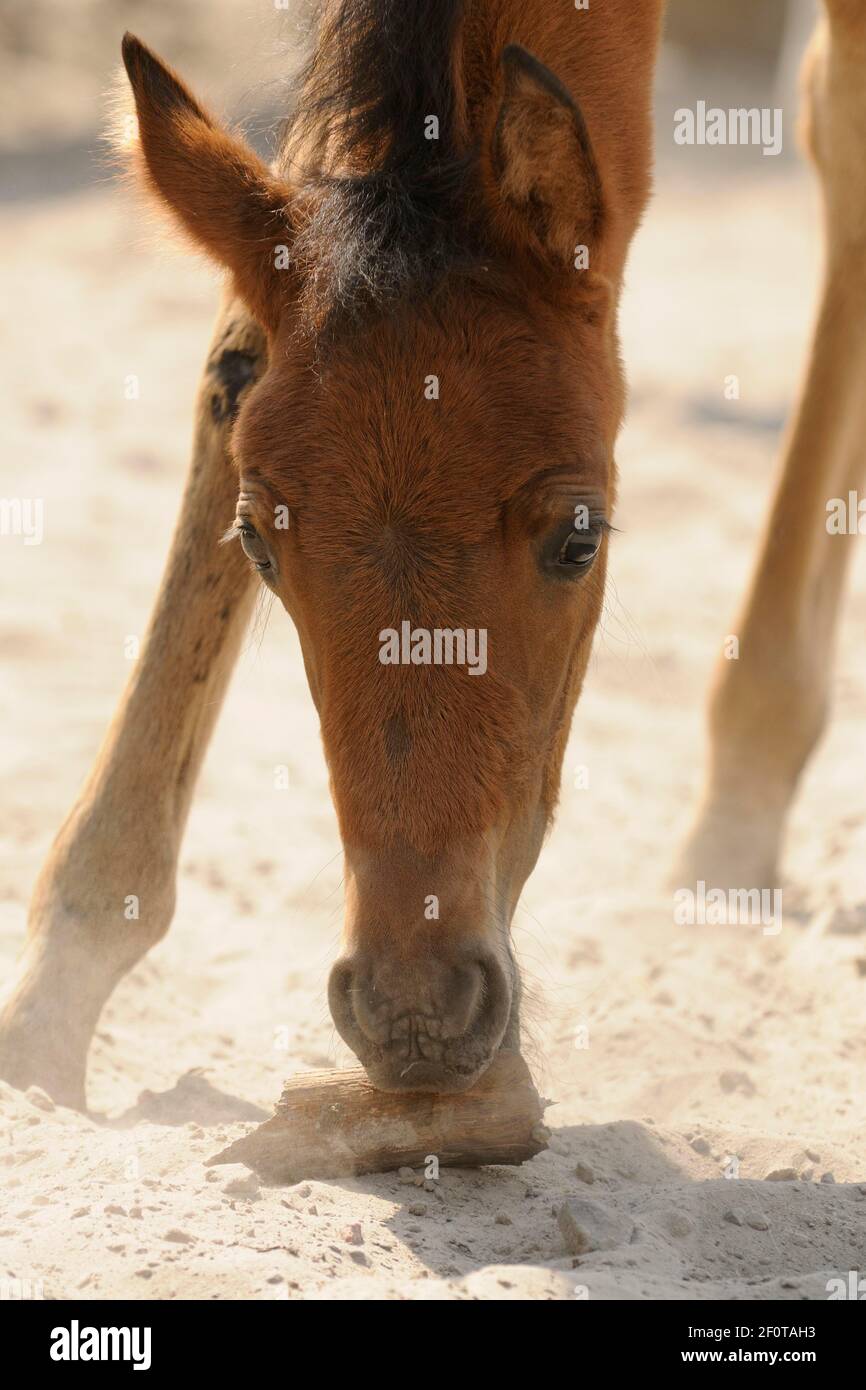 Arabian thoroughbred, filly knackered piece of wood Stock Photo - Alamy