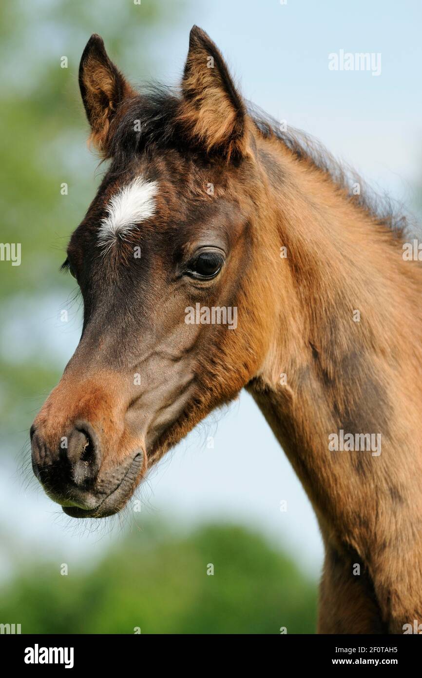 Arabian thoroughbred, portrait of a brown filly changing coat Stock ...