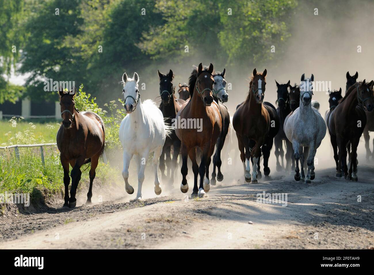 Anglo arab horse hi-res stock photography and images - Alamy