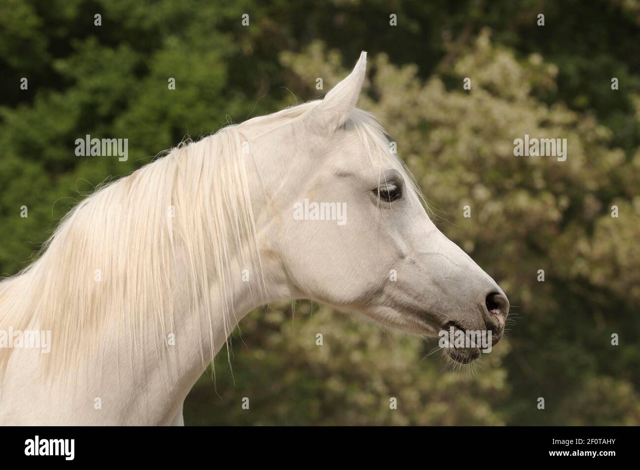 Arabian thoroughbred, grey mare Stock Photo - Alamy