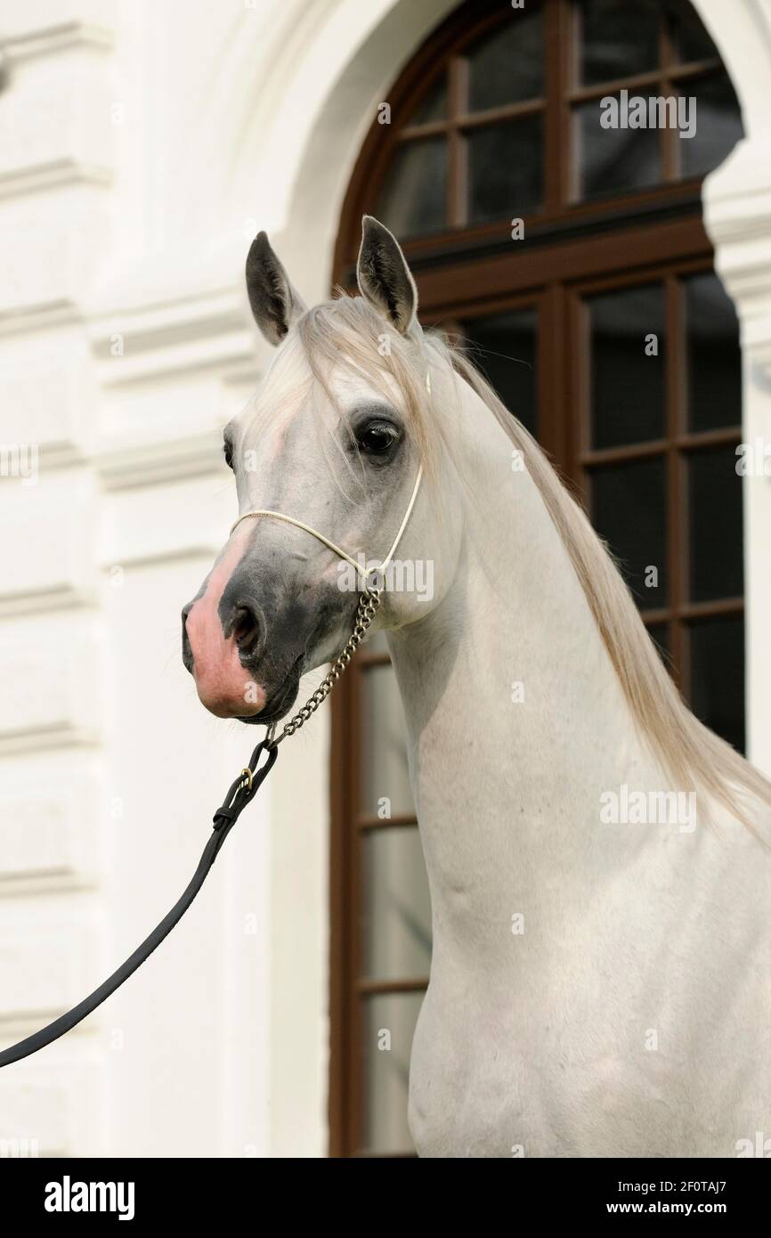 Arabian thoroughbred, stallion, grey Stock Photo - Alamy
