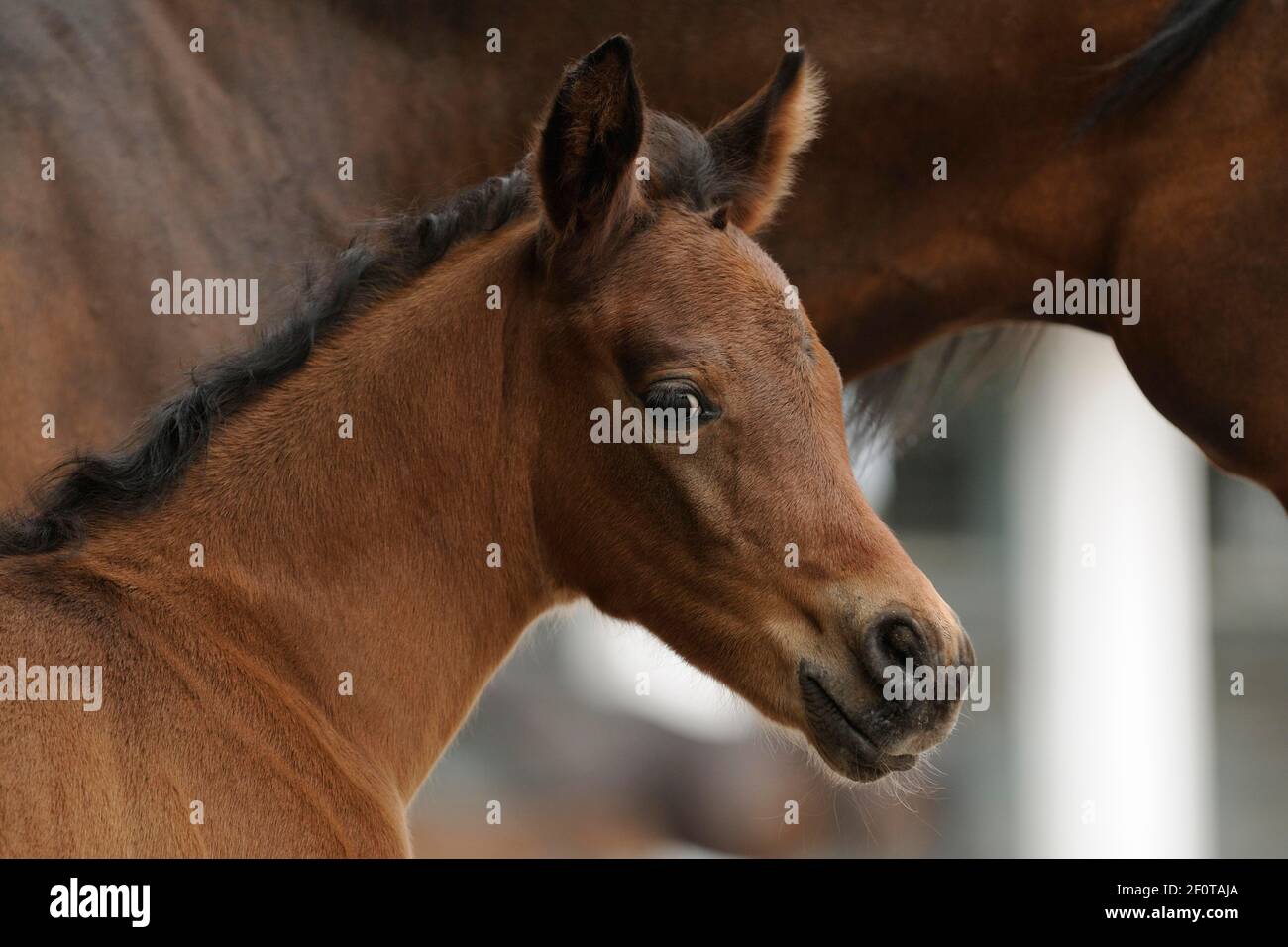 Arabian thoroughbred, bay colt Stock Photo - Alamy