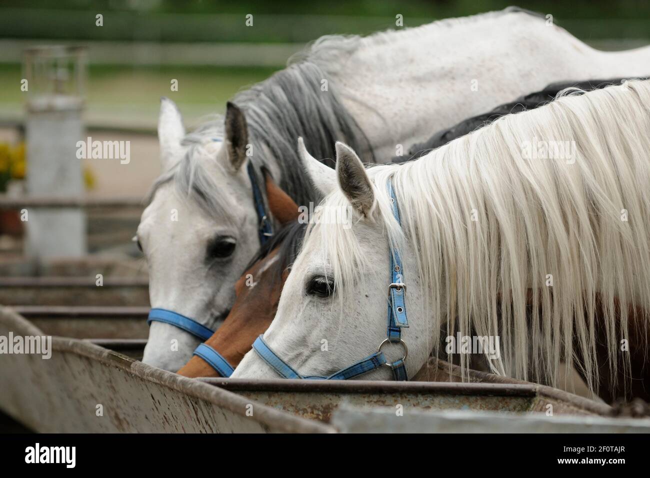 Arabian thoroughbred, three mares drink water from a trough Stock Photo ...