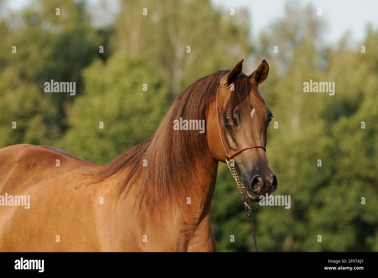 Arabian thoroughbred, chestnut mare with show halter Stock Photo - Alamy