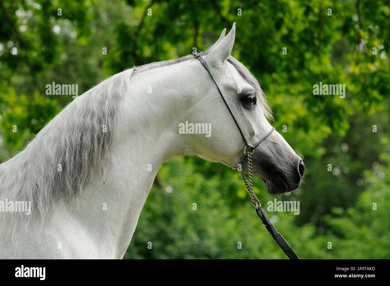 Arabian thoroughbred, stallion, grey Stock Photo - Alamy
