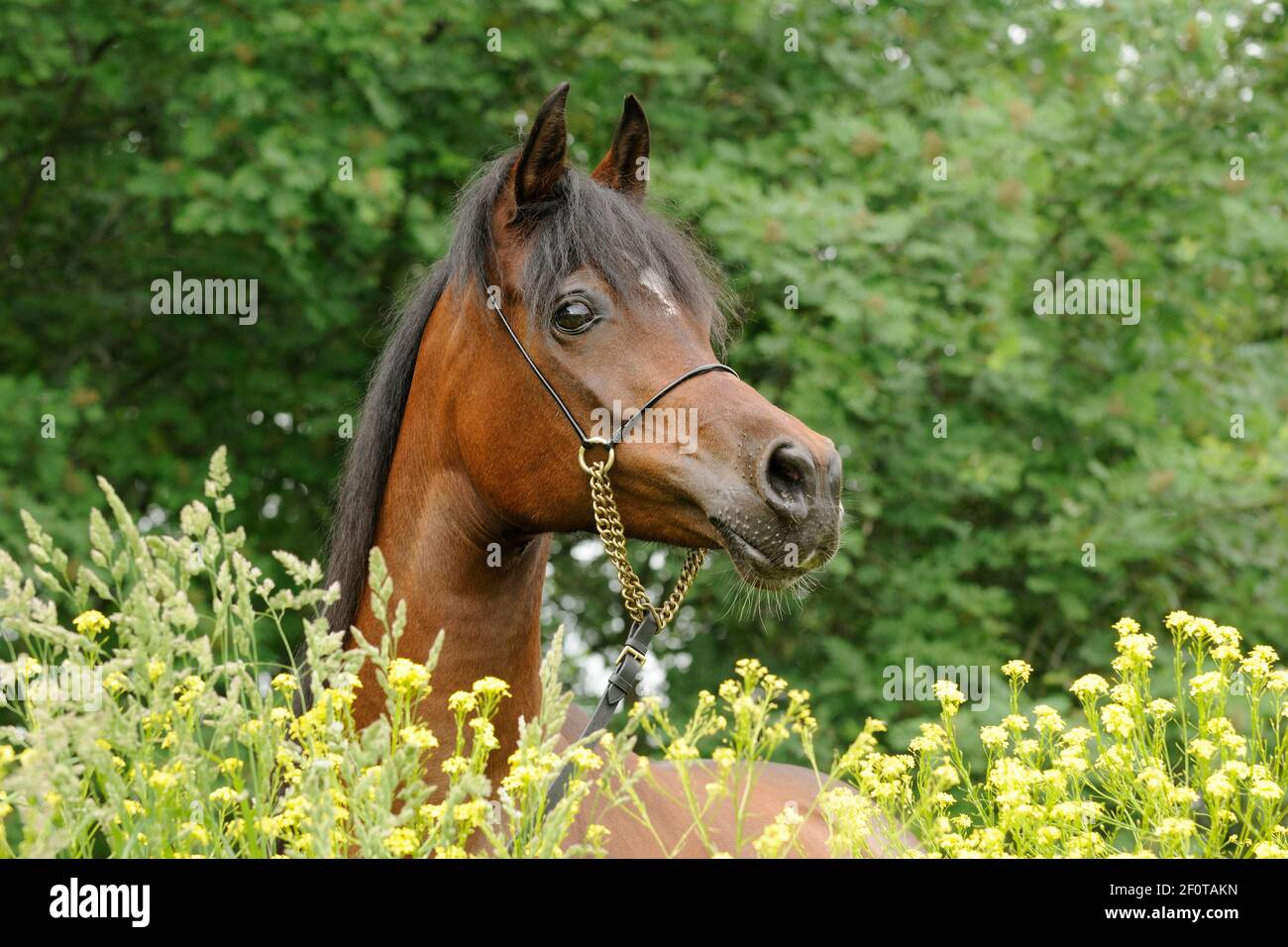 Arabian thoroughbred, bay mare Stock Photo - Alamy
