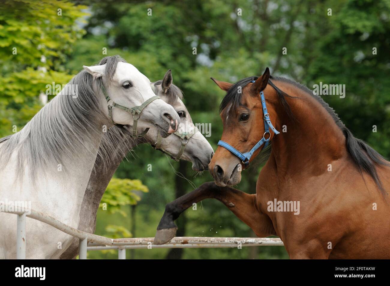 Arabian thoroughbred, bay mare shows impressive behaviour Stock Photo ...